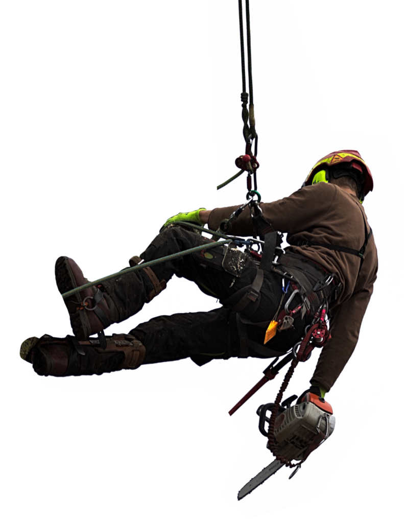 El Dorado Hills Mastication Home - Benuto Tree Service